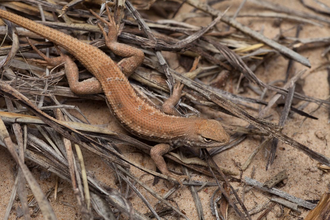 The Endangered Dunes Sagebrush Lizard and Its Habitat | Defenders of Wildlife